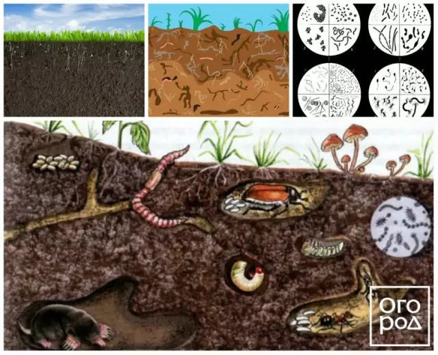 Awọn kokoro ile ati awọn microorganisms