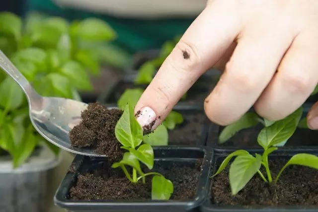 Picking seedlings