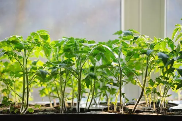 Seedlings on the windowsill