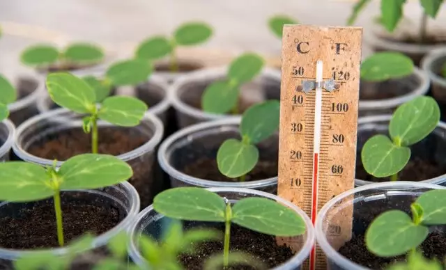 Caring for seedlings after dive - all about its readiness, watering, feeding, processing from diseases 3122_3