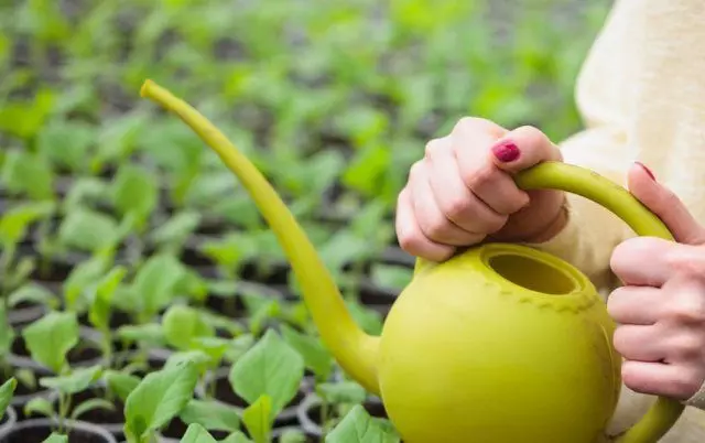 Watering seedlings