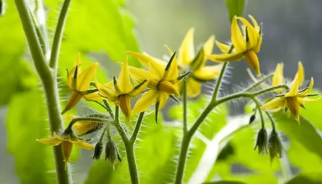 Tomaatti Seedling Bloom