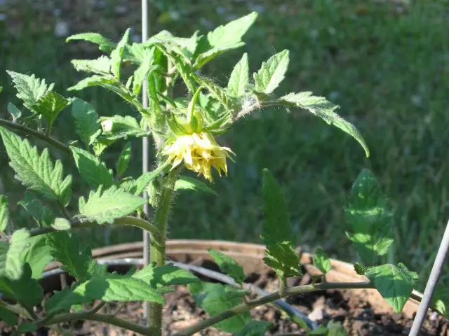 Tomaatti Seedling Bloom