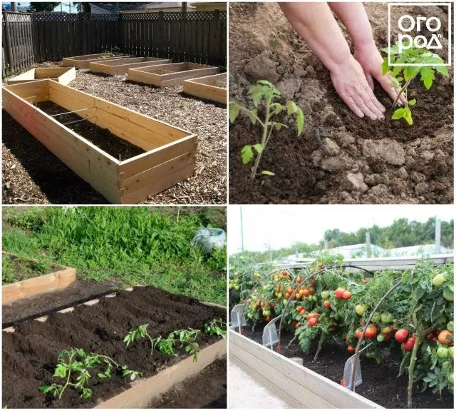 Wachsende Tomaten in Betten-Boxen