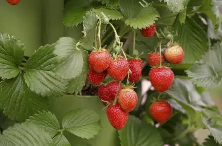 Yakanakisa giredhi rechena stawberries - ndapota vana vane zvisina kujairika berries 3139_1