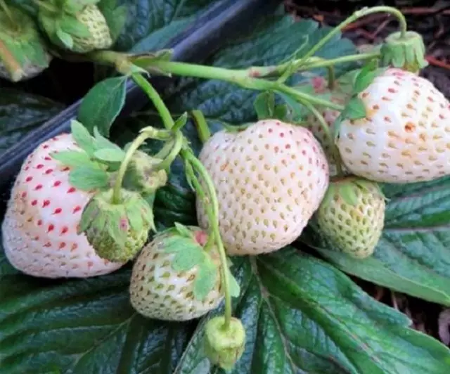 Beste Wirbel von weißen Erdbeeren