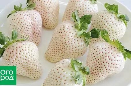 Beste weiße Erdbeeren - bitte Kinder mit ungewöhnlichen Beeren 3139_4