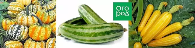 ZUCCHINI BICOLOR Описание на снимката