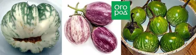 ការពិពណ៌នារូបថតរបស់ Eggplants Bicolor