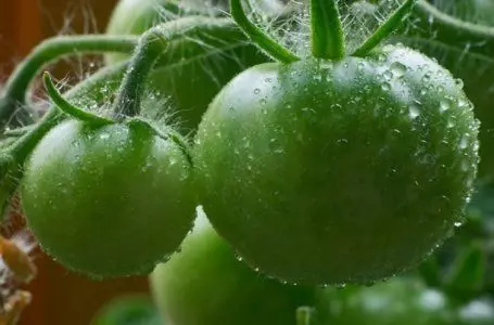 Iyo yakanakisa giredhi reGlyoplodic tomato 2019, maererano nevaverengi vedu 3141_1