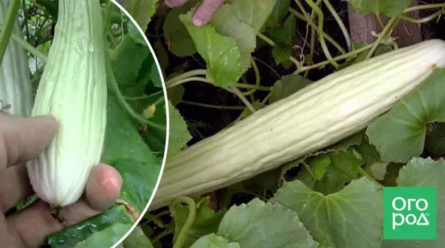 Cucumbers Bogatyr White Photo