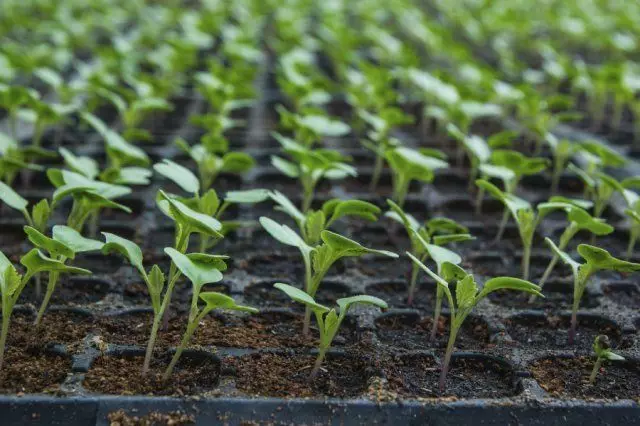 Seedling cauliflower.