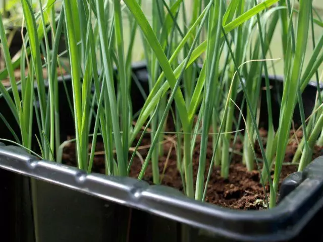 Mga seedlings