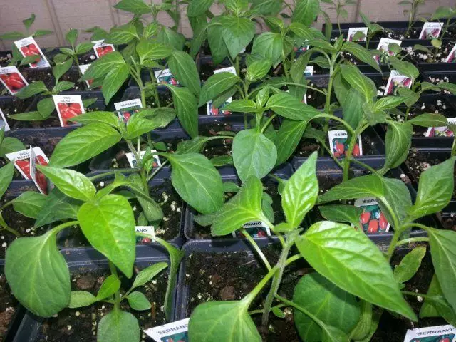 Pepper seedlings.