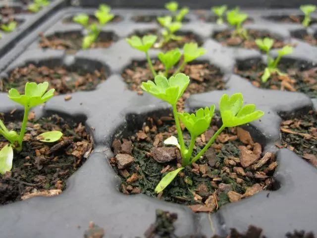 Seedling Celery.