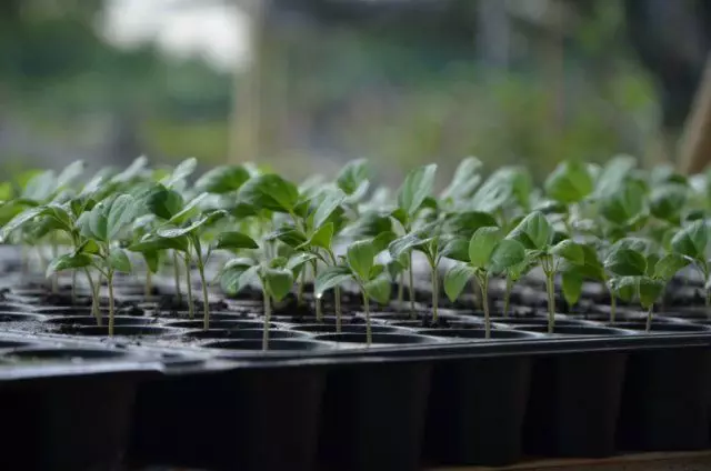 Seedard Eggplant.