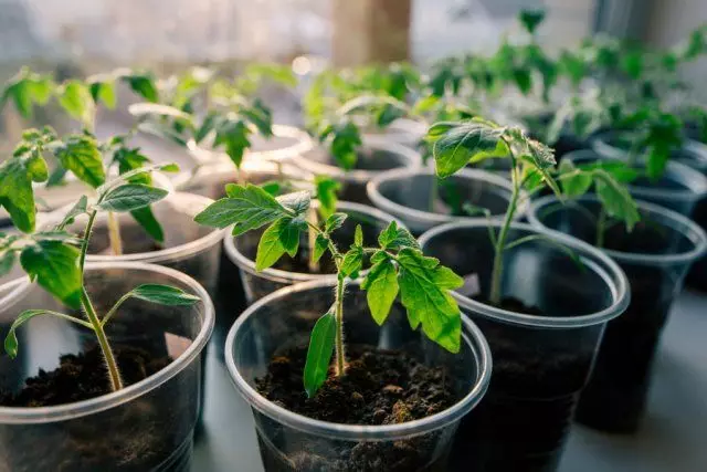 Tomato seedlings.