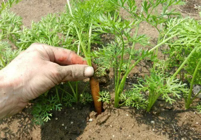 Carrot on Groke.