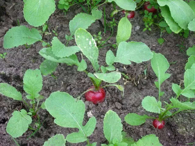 Radish sa grey.