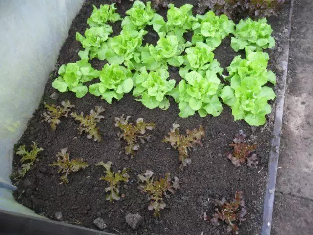 Salad plantules