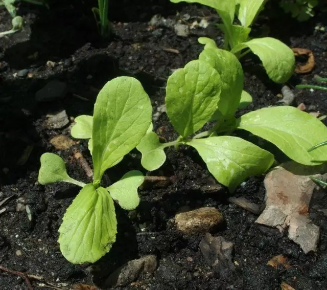 Seedard av Pekingkål