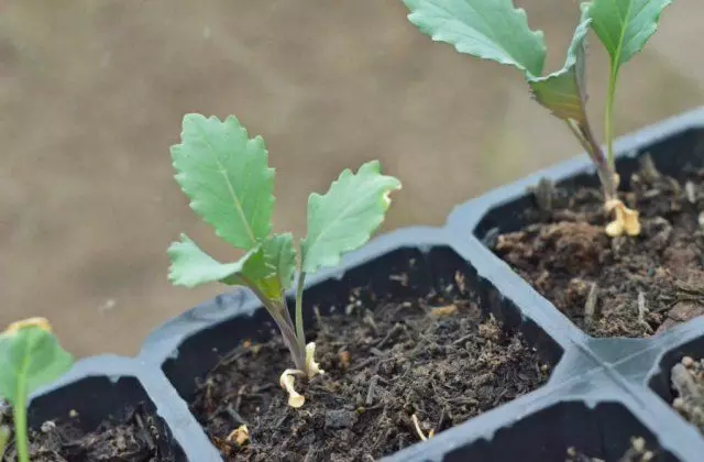 Broccoli seedlings.