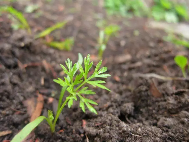 Seedling Morkovay.