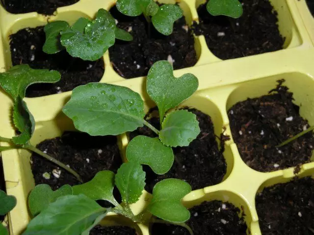 Seedlings Cabbage Belokochante