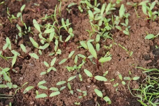 Young beet shoots.