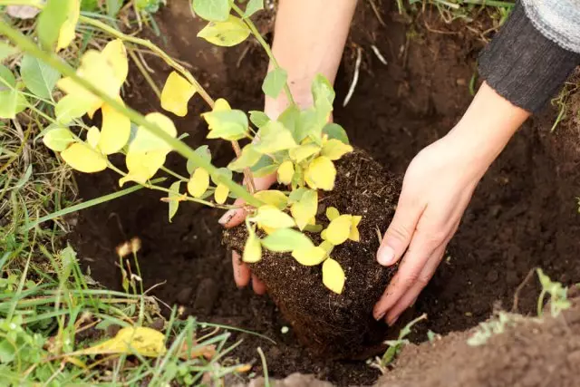 Wie man Blaubeeren pflanzen