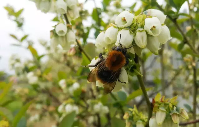 გაყვანის blueberries