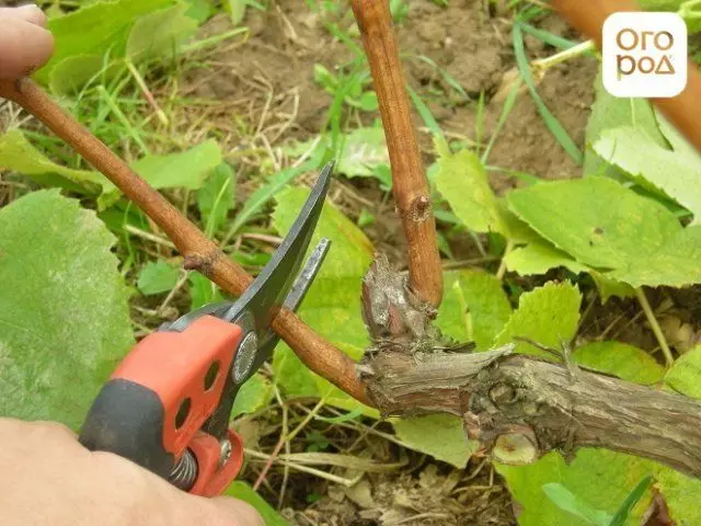 熟した成熟した芽のトリミング