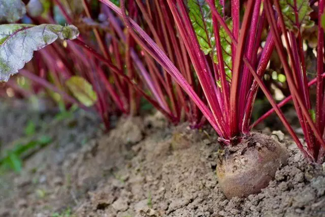 Forming high yields, beet needs fertile soil