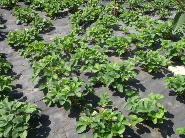 Mulch in moestuin