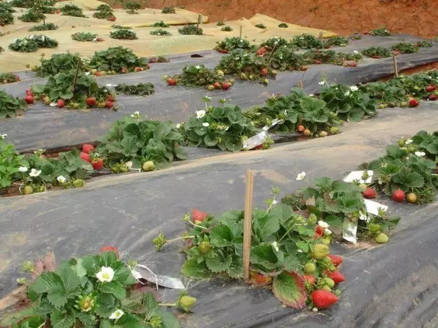 Aardbei onder de film