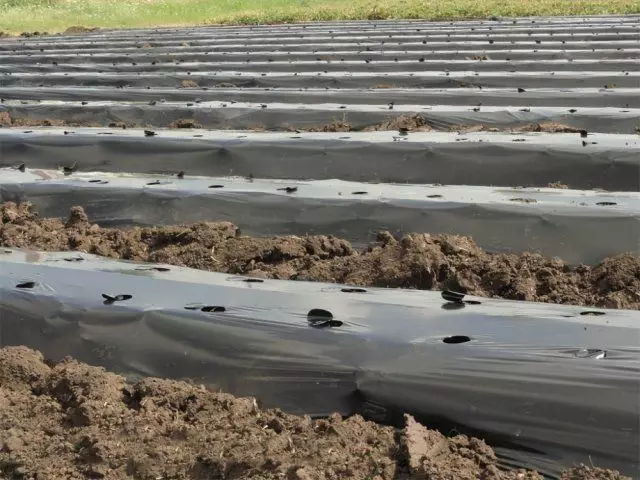 Aardappelen onder de film