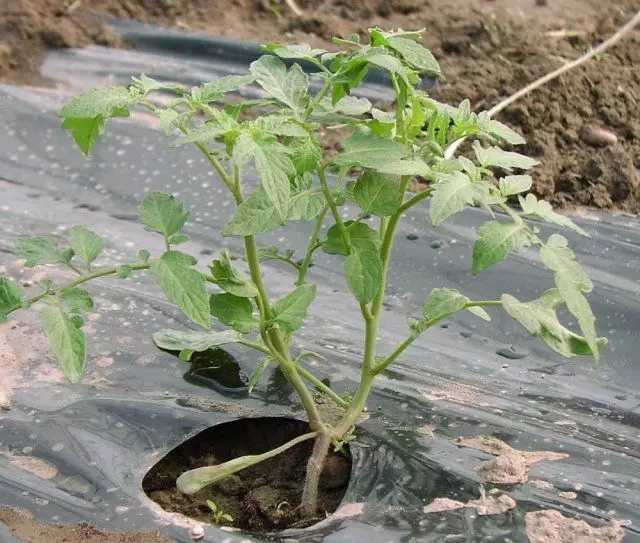 Tomato eo ambanin'ny sarimihetsika