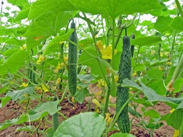 Awọn cucumbers Kannada