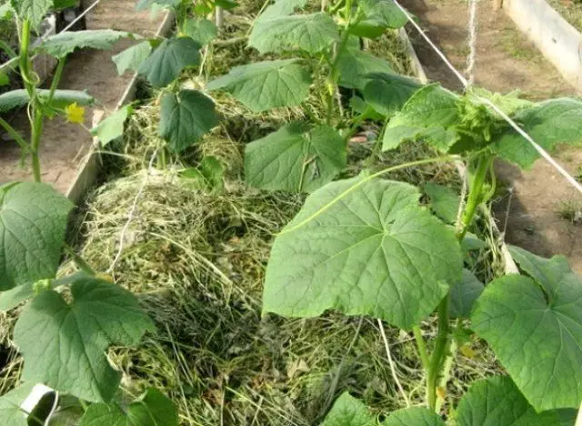 Awọn ibusun mulching pẹlu awọn cucumbers