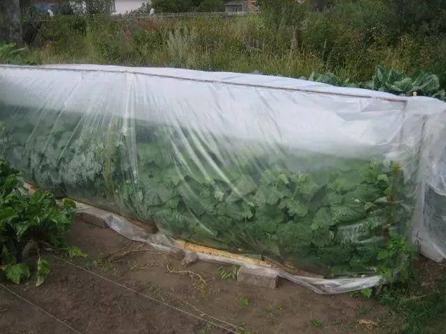 Awọn cucumbers Kannada labẹ ibugbe mọto fiimu