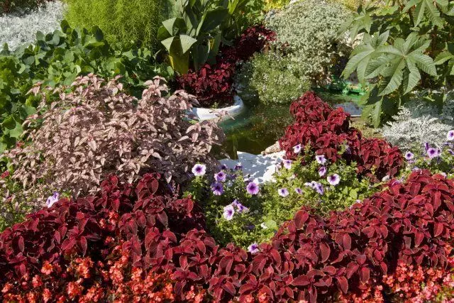 Hoe een kleurenpalet te kiezen voor uw tuin: 4 opties 3178_11