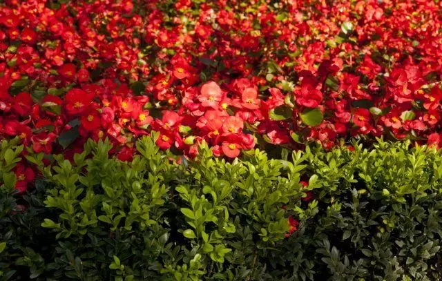 Ako si vybrať farebnú paletu pre vašu záhradu: 4 možnosti 3178_15