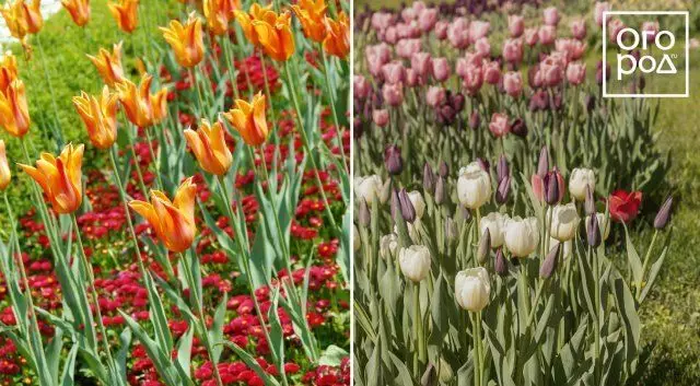 So wählen Sie eine Farbpalette für Ihren Garten: 4 Optionen 3178_17