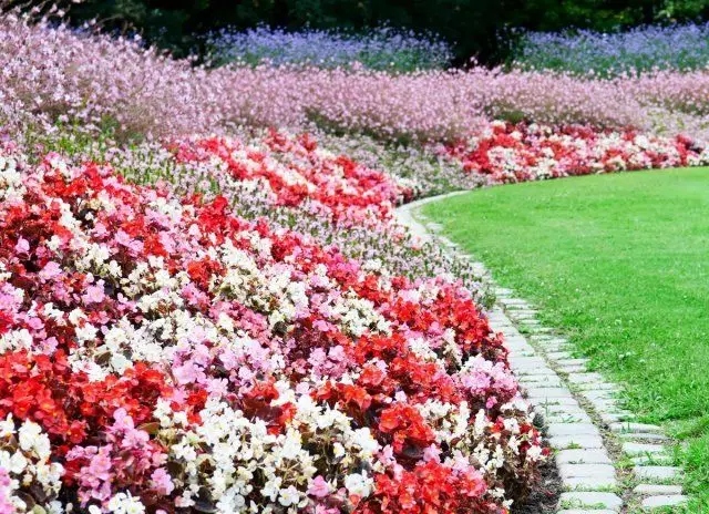 Hoe een kleurenpalet te kiezen voor uw tuin: 4 opties 3178_23