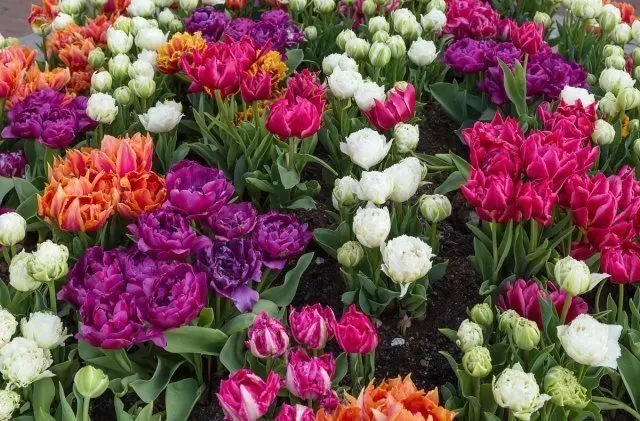 Ako si vybrať farebnú paletu pre vašu záhradu: 4 možnosti 3178_25
