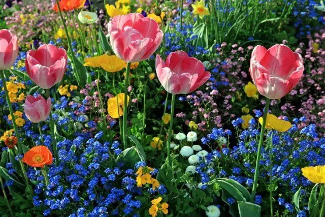 Vaaleanpunaiset tulppaanit ja monivärinen puutarha kukkia auringonvalolla, horisontaalinen kuva, valikoiva tarkennus