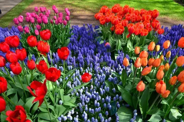 Tulip Bloom Colour ing Taman Keukenhof ing Walanda