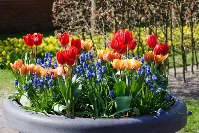 Tulip multicolored ayu lan kembang biru ing spring kembang.