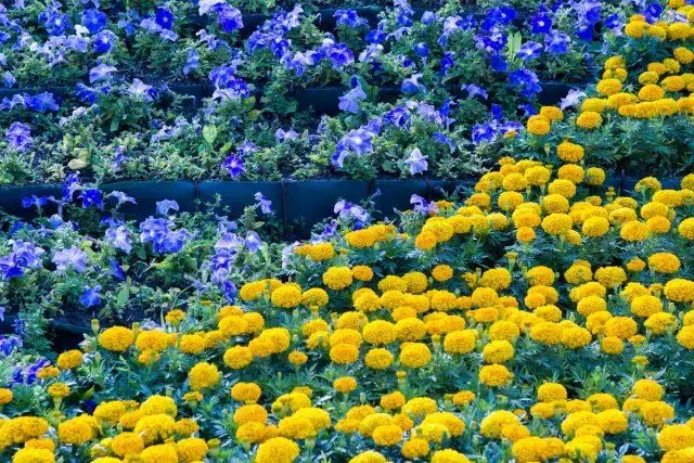 Frühlingshintergrundblumengrenze. Gelbe und blaue Blumen