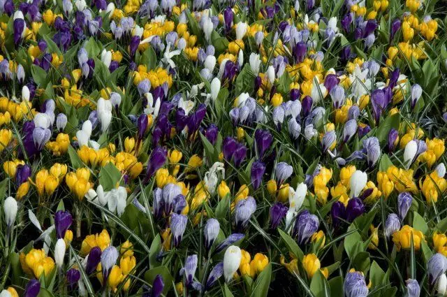 Er zijn veel veelkleurige krokussen op de foto. Dergelijke bloembed is kenmerkend voor de lente.